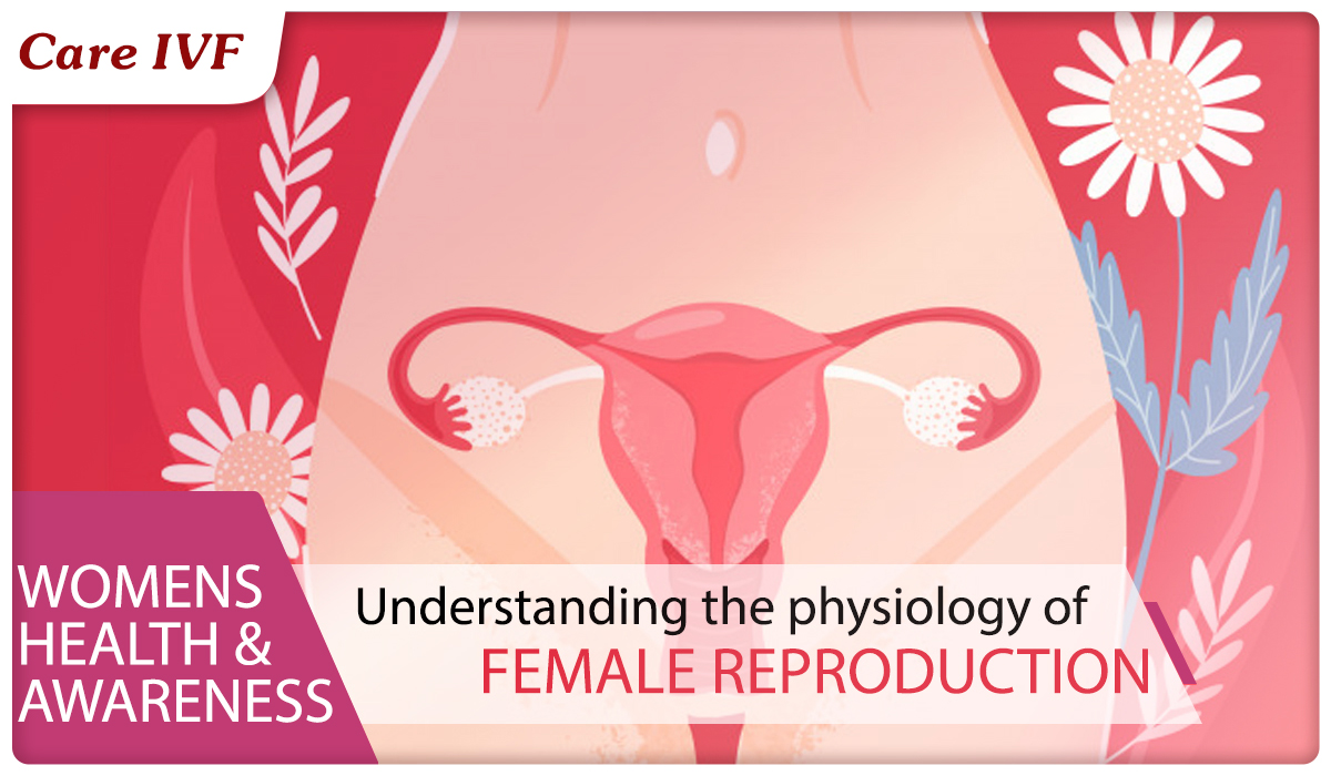Parts Of Female Reproductive System And What Role Do They Play In The Parts Of Female Reproductive System And What Role Do They Play In The